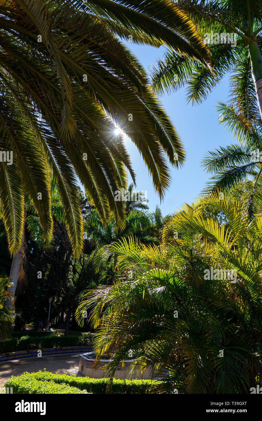palm trees, beautiful tropical background, sunshine vertical in Malaga ...