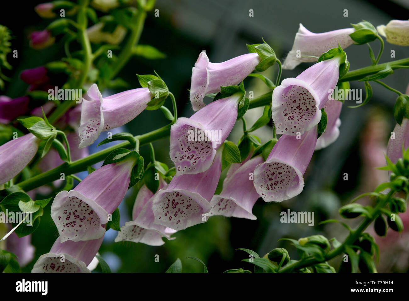 20 species of herbaceous perennials hi-res stock photography and images ...