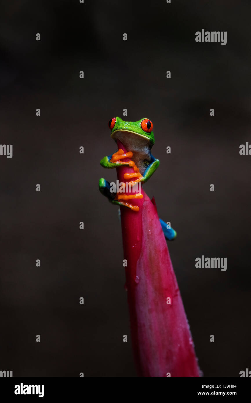 Red-eyed Tree Frog on Emperor's Cane Stock Photo - Alamy