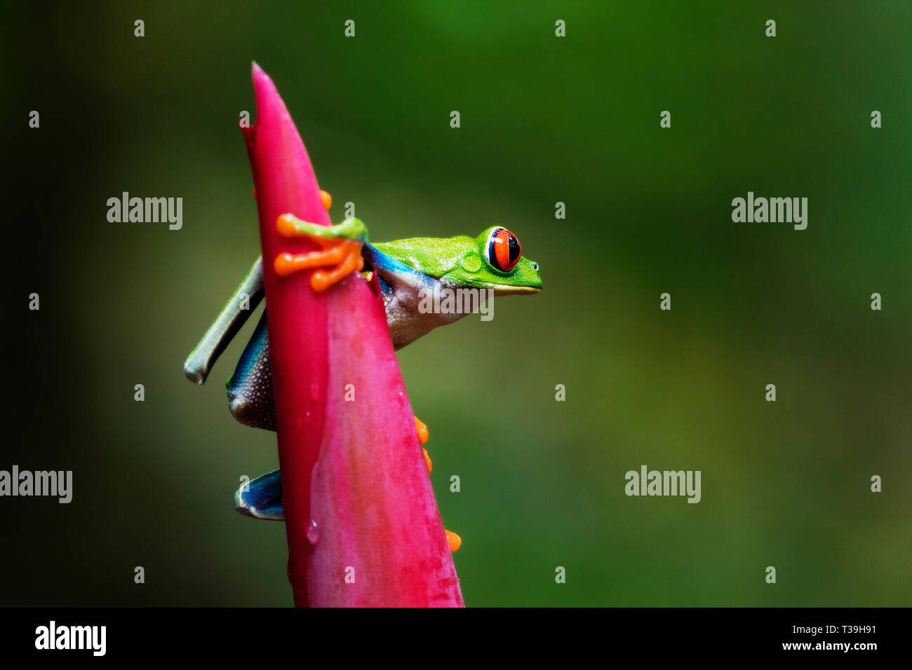 Red-eyed Tree Frog on Emperor's Cane Stock Photo - Alamy