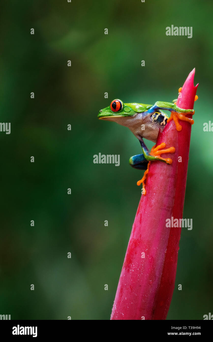 Emperors cane hi-res stock photography and images - Alamy