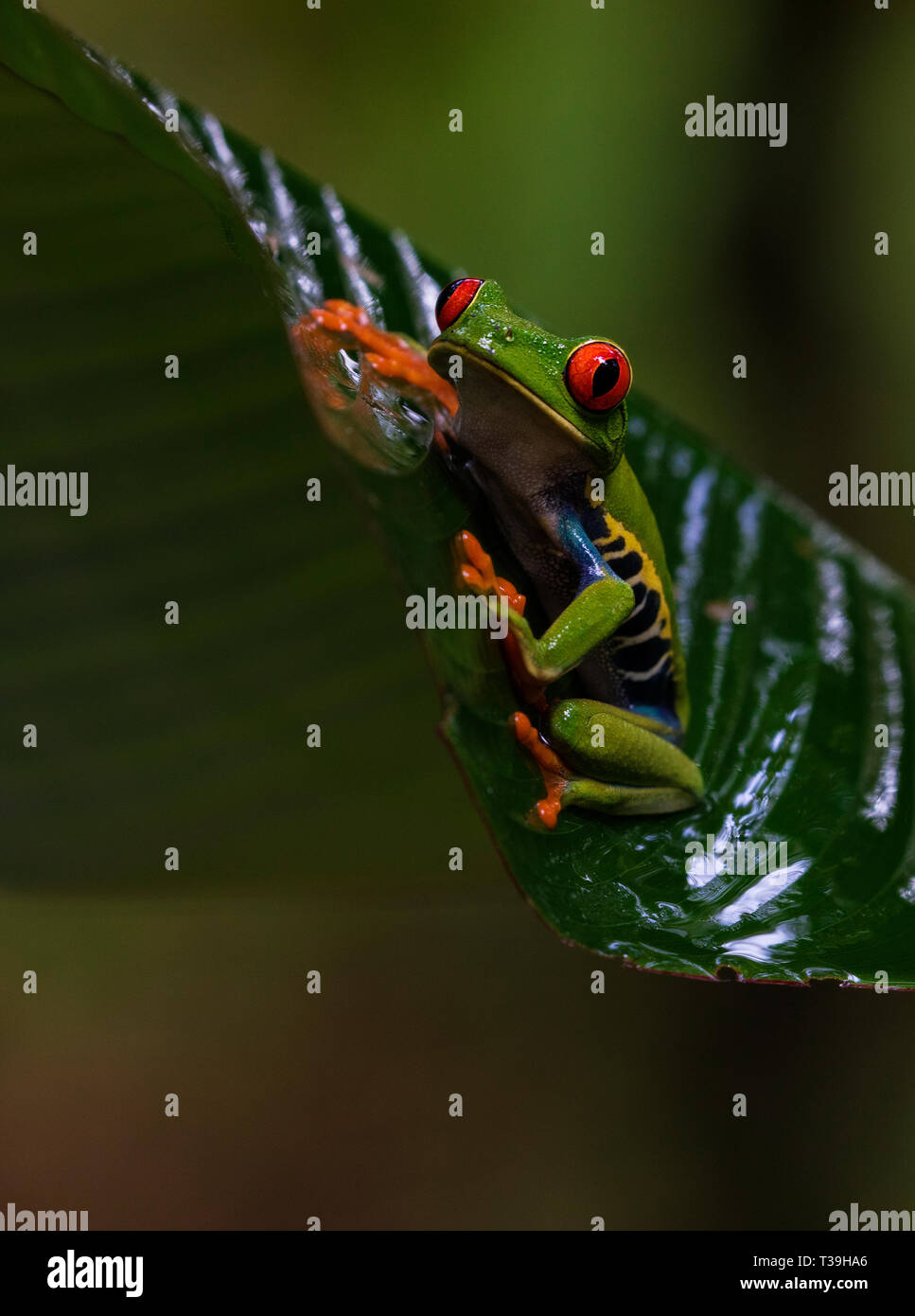 Red-eyed Tree Frog on a wet leaf in the rainforest Stock Photo - Alamy