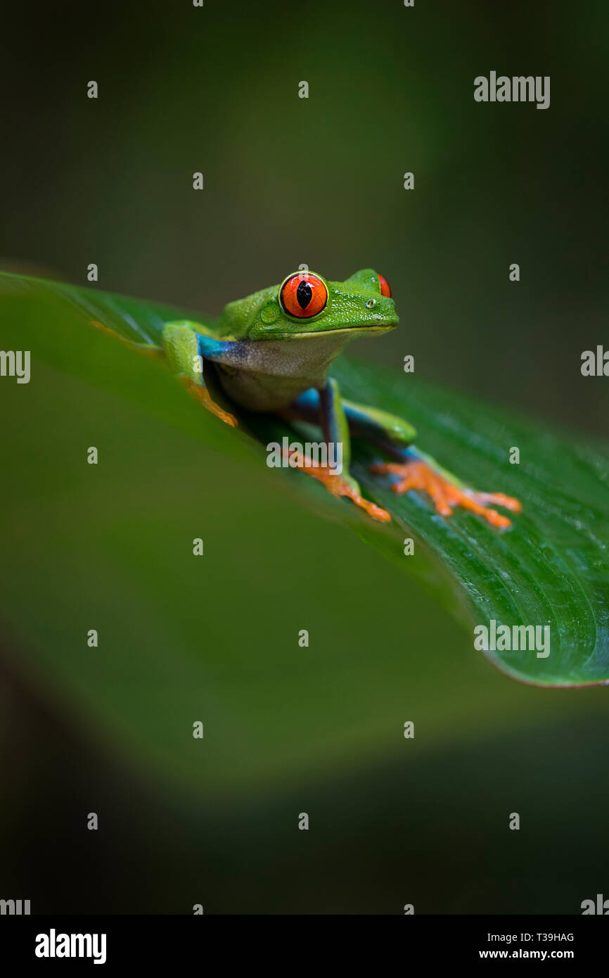 Red-eyed Tree Frog on a wet leaf in the rainforest Stock Photo - Alamy