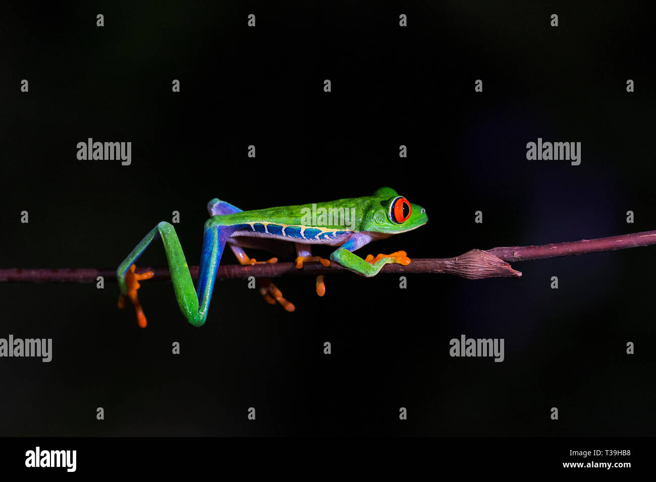 Red-eyed Tree Frog crawling along a branch Stock Photo - Alamy