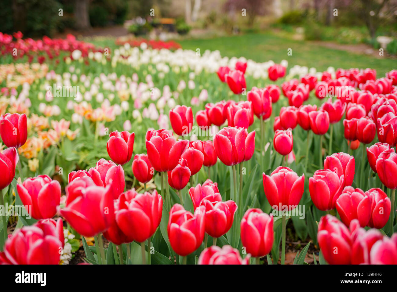 Beautiful Tulips blossom with water drops at Descanso Garden, Los ...