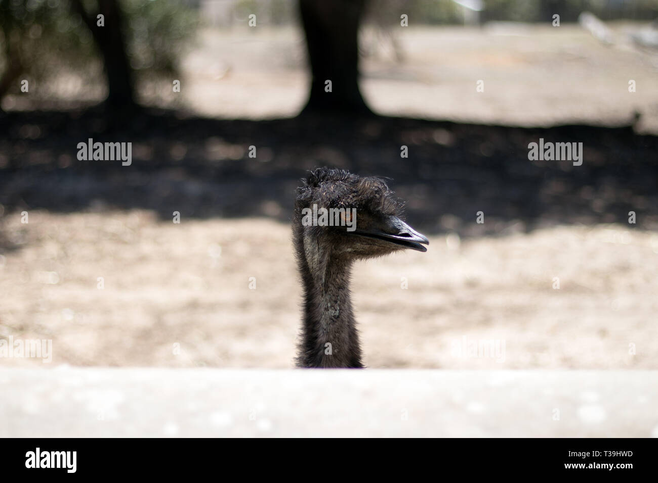 Peeping funny animal animals hi-res stock photography and images - Alamy