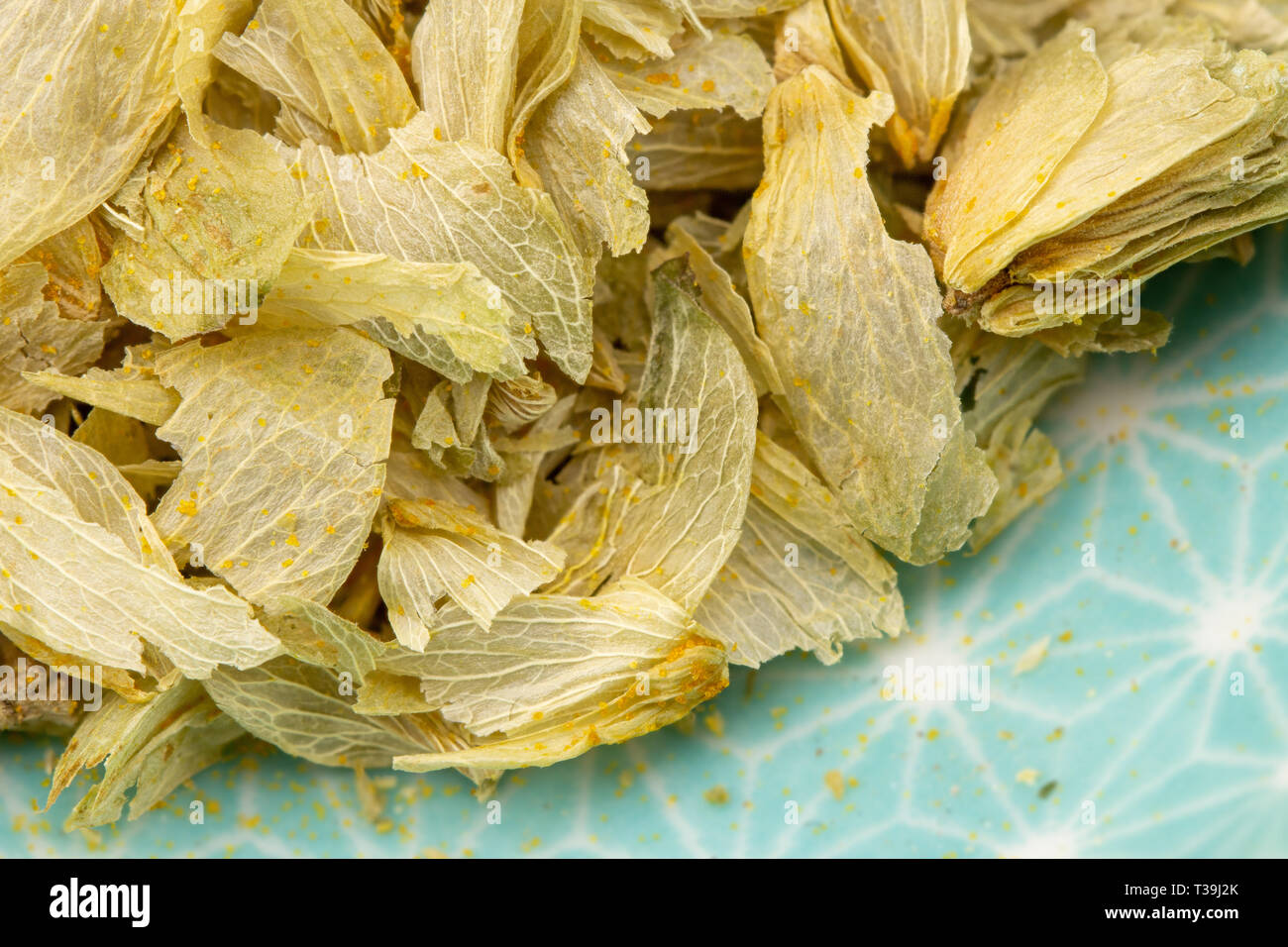 hop plant detail, healthy healing herbs Stock Photo - Alamy