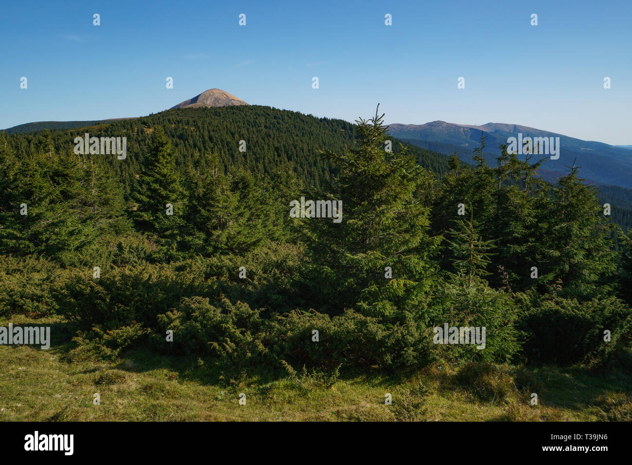 Landscape of Mount Hoverla is the highest mountain of the Ukrainian ...