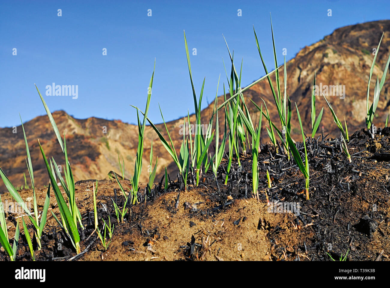 New plant growth on the ridge of a small hill after a wildfire scorched ...