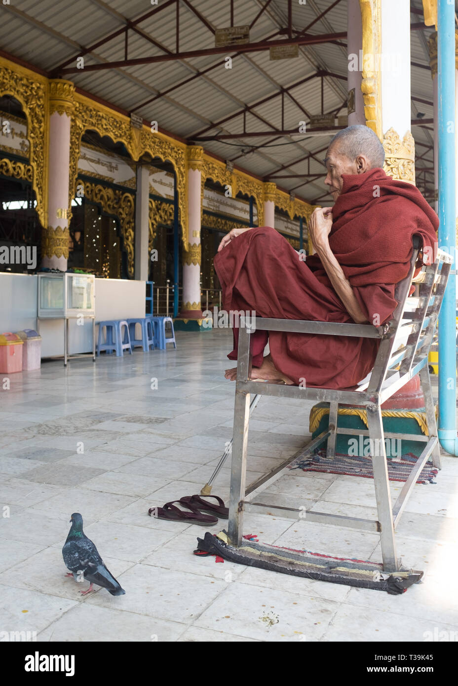 Monk pigeon hi-res stock photography and images - Alamy