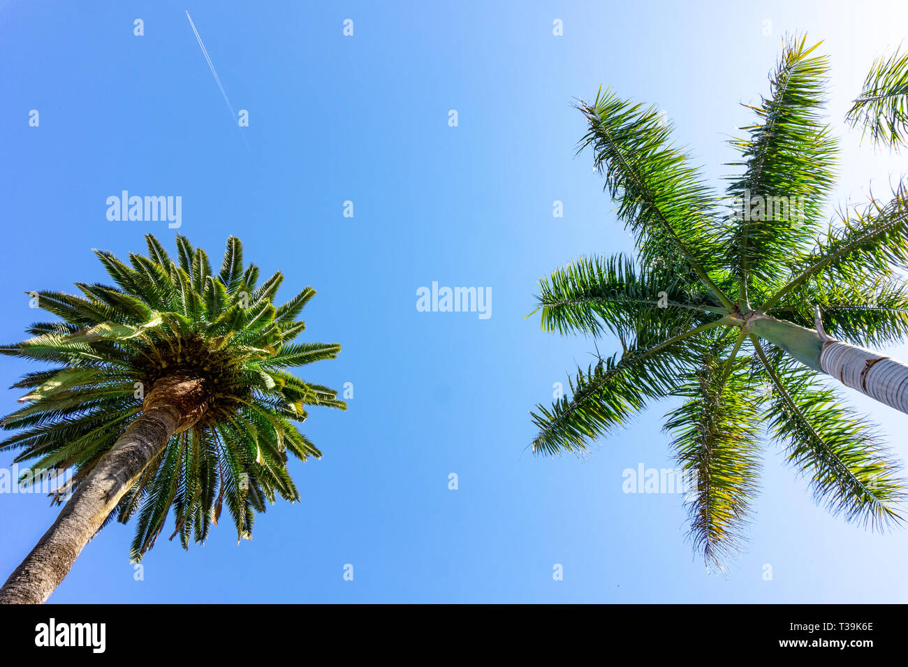 Malaga Palm Trees with clear summer skies and an flying plane Stock ...