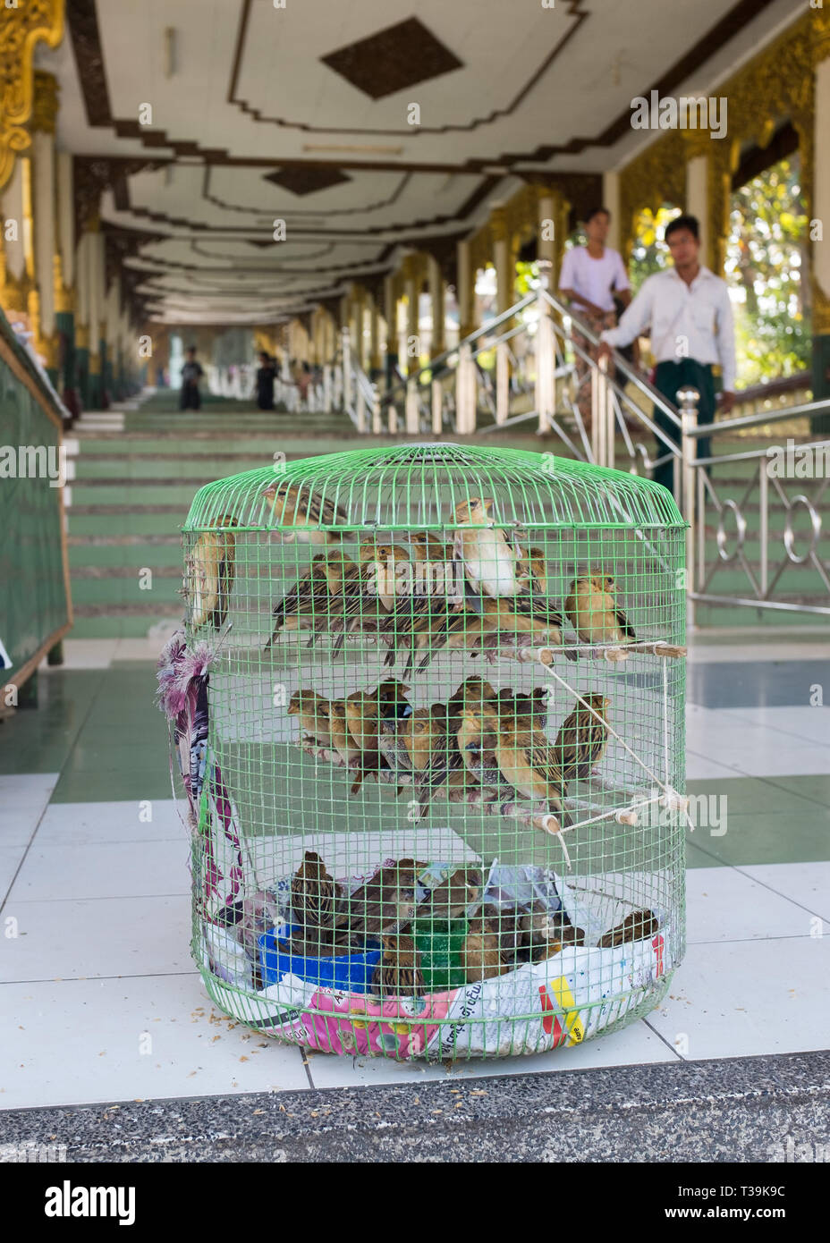 Buddhist ceremonial release hi-res stock photography and images - Alamy