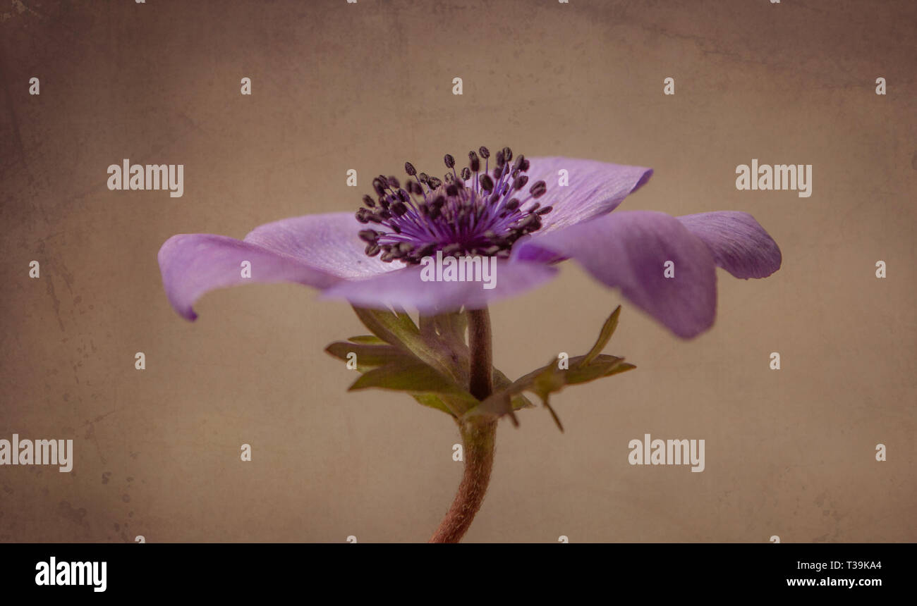 Delicate purple flower Stock Photo - Alamy