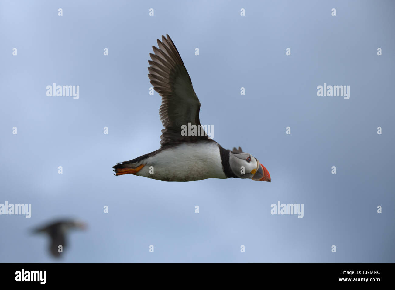 Puffins in Flight Stock Photo - Alamy