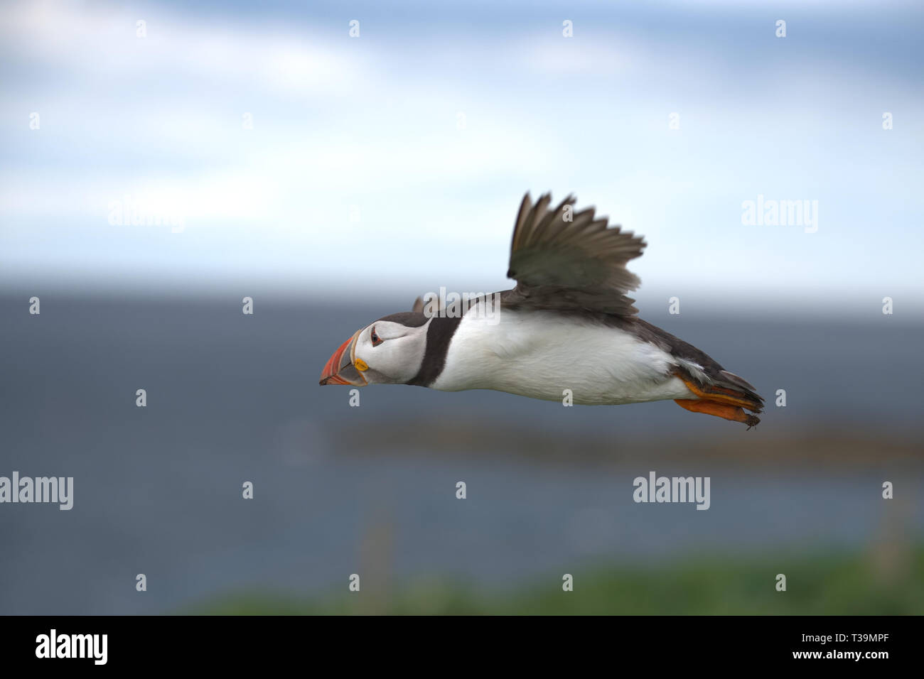 Puffins in Flight Stock Photo - Alamy