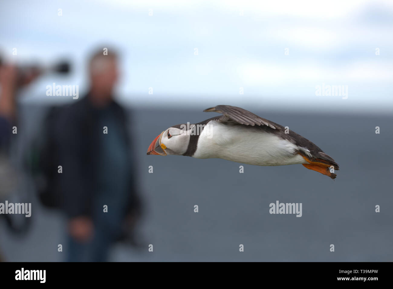Puffins in Flight Stock Photo - Alamy