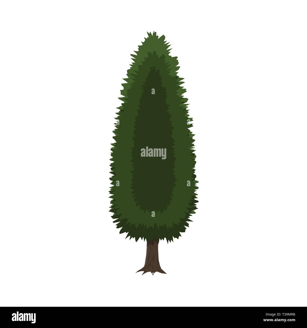 Cypress tree isolated on white. vector illustration in flat style Stock ...
