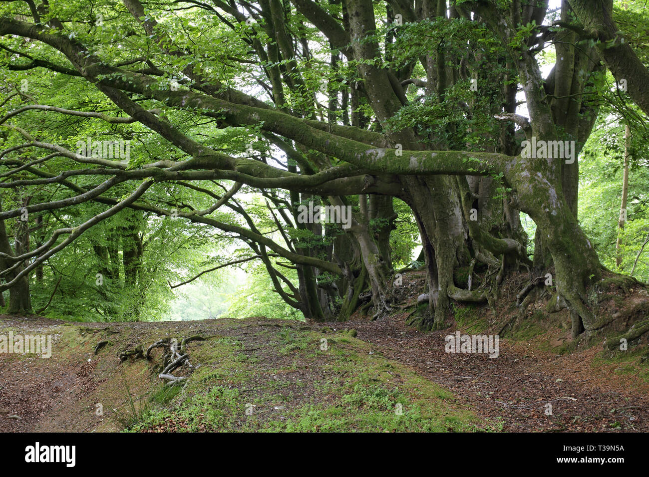 English beech trees hi-res stock photography and images - Alamy