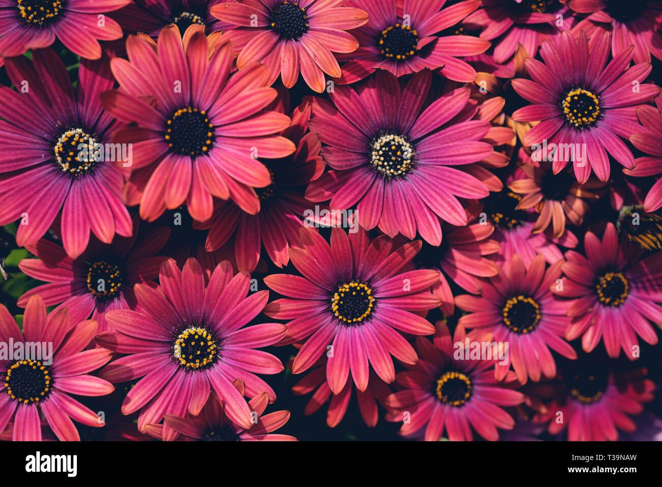 Osteospermum red hi-res stock photography and images - Alamy