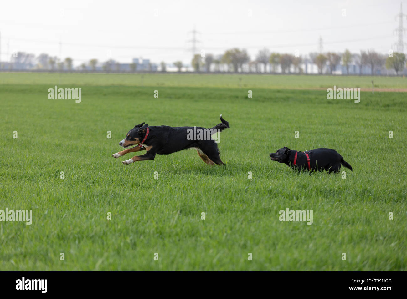 Appenzeller Mountain dog run with a Labrador mix puppy outdoors Stock ...
