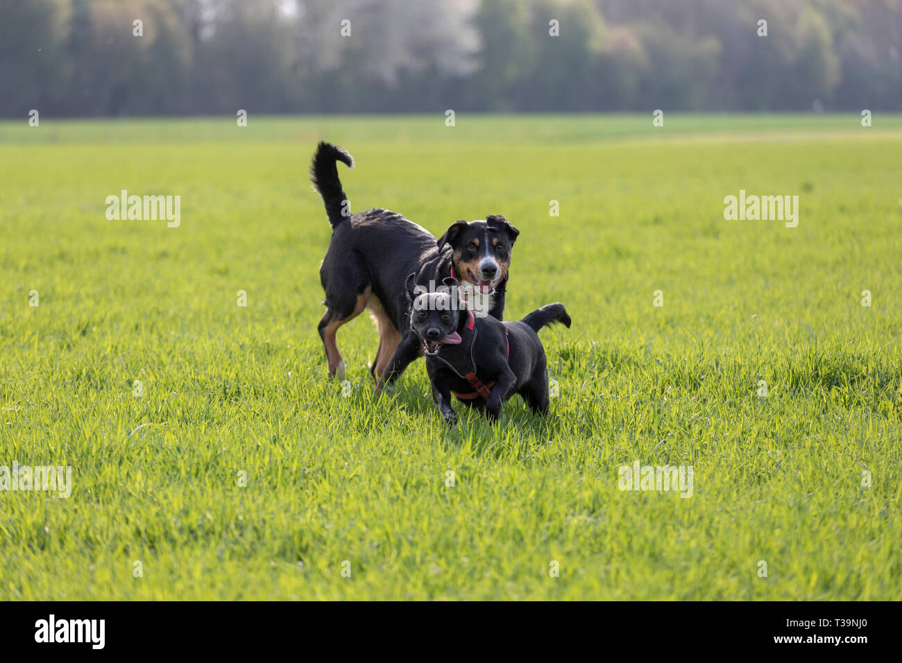 Appenzeller Mountain dog run with a Labrador mix puppy outdoors Stock ...