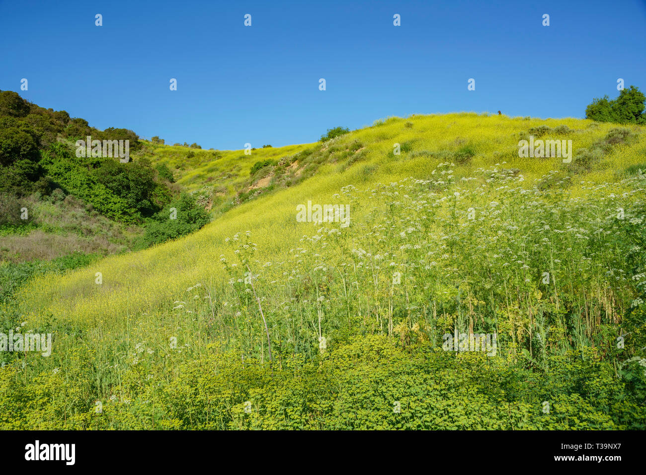 Beautiful nature landscape around Peter F. Schabarum Regional Park at ...