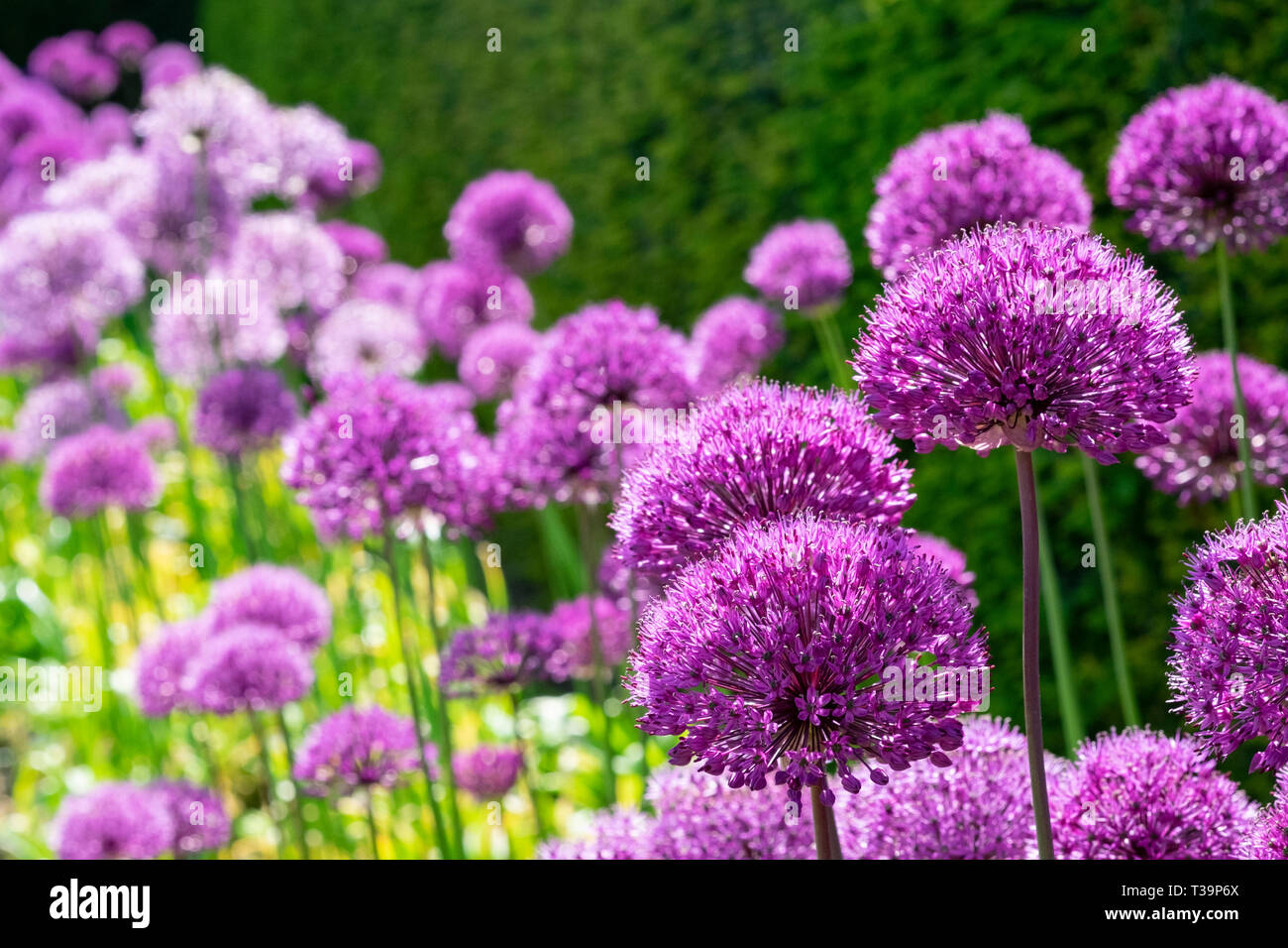 Allium flower closeup Stock Photo - Alamy