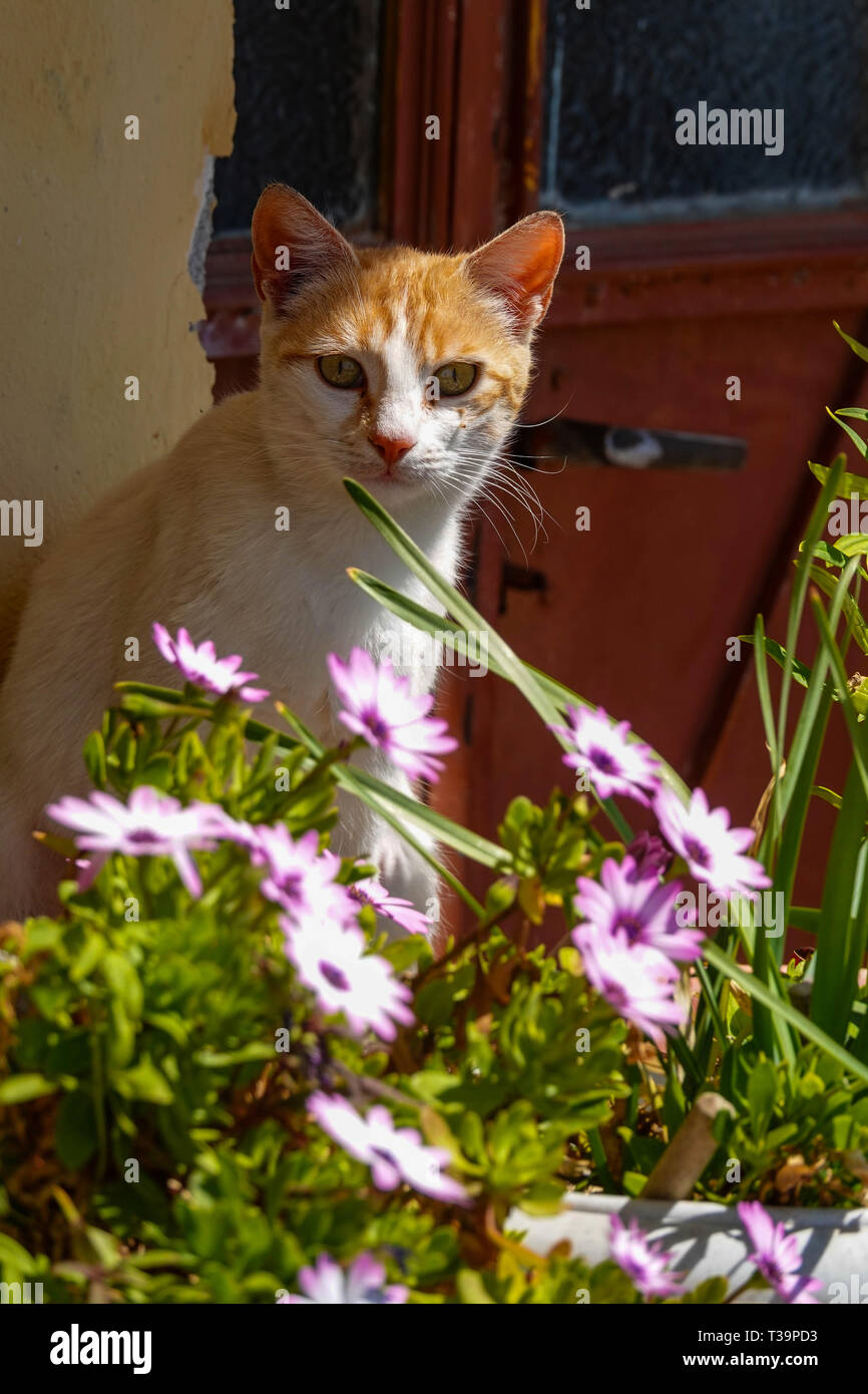 Cat with spring flowers hi-res stock photography and images - Alamy