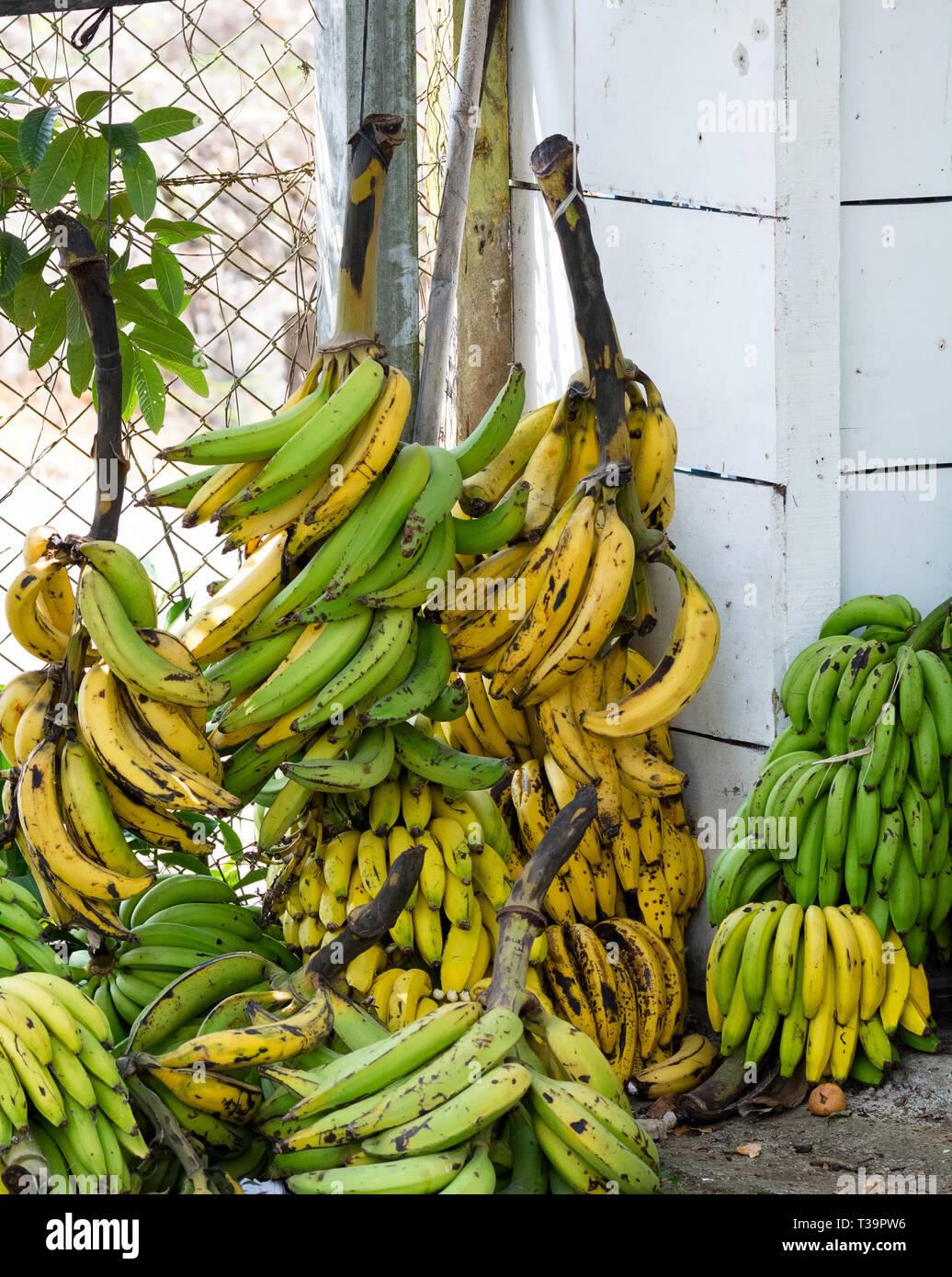 Bunches of green and ripe green bananas are stacked against a chain ...
