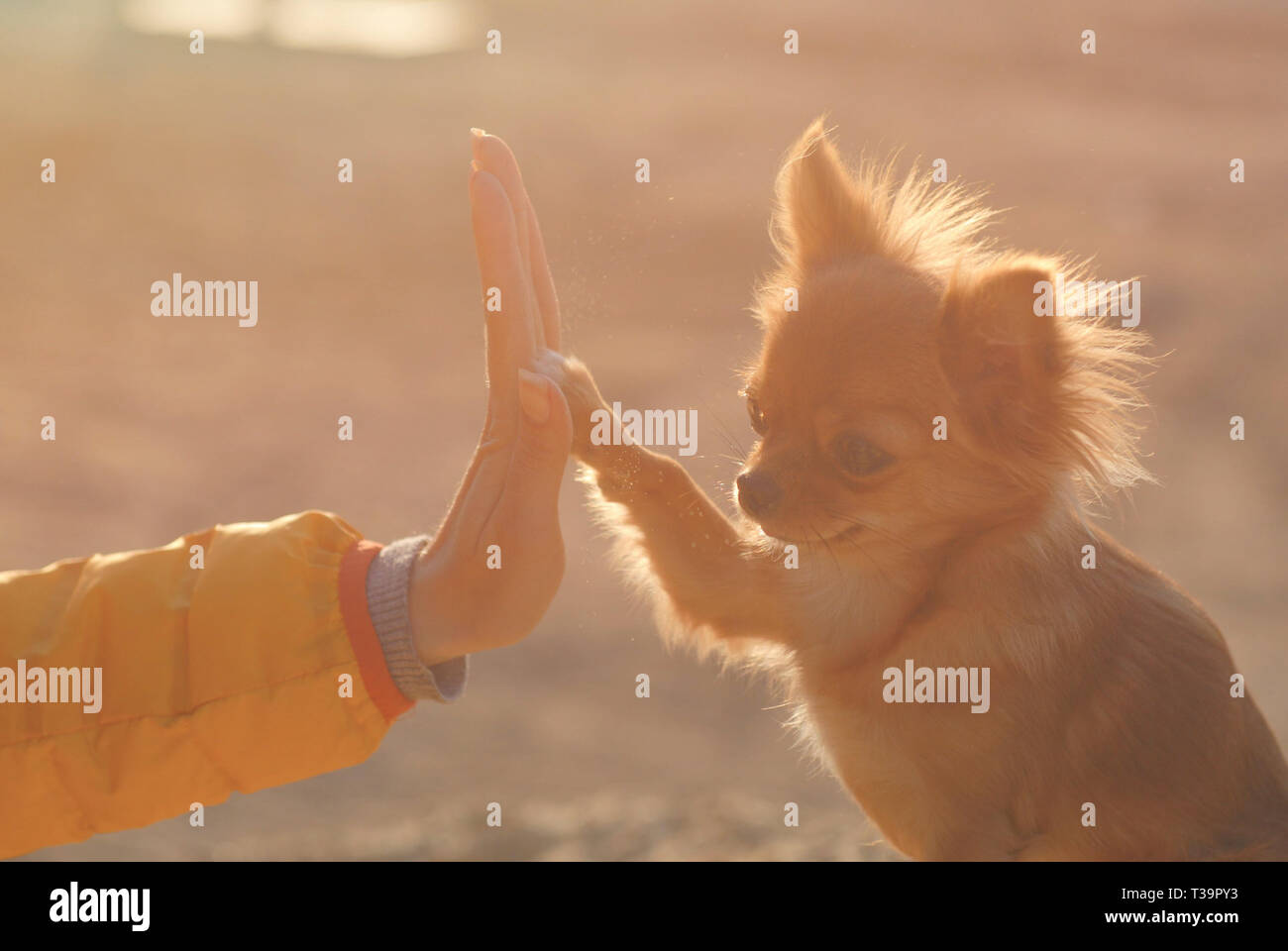 high five friendship partner concept young woman owner hand touching ...