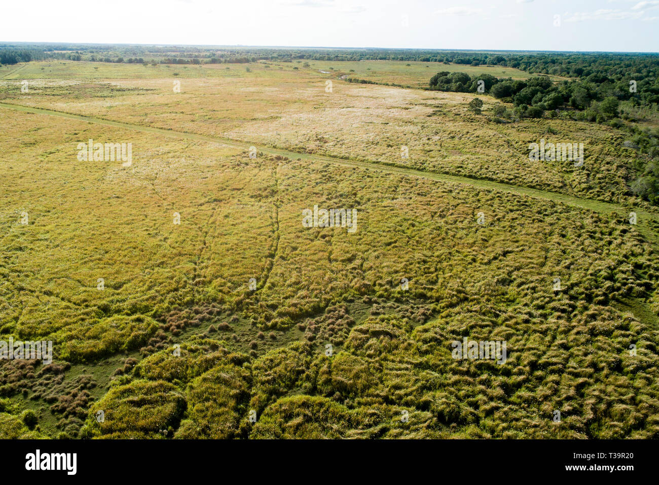 Cogon grass hi-res stock photography and images - Alamy