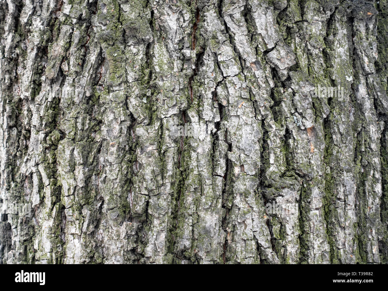 The bark of an old tree. Larch bark.. Detailed bark texture Stock Photo ...