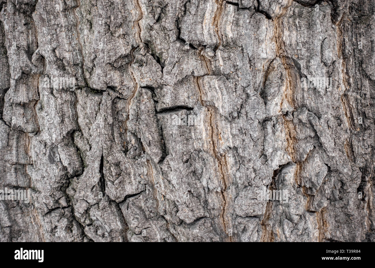 Larch Tree Wood Texture High Resolution Stock Photography and Images ...