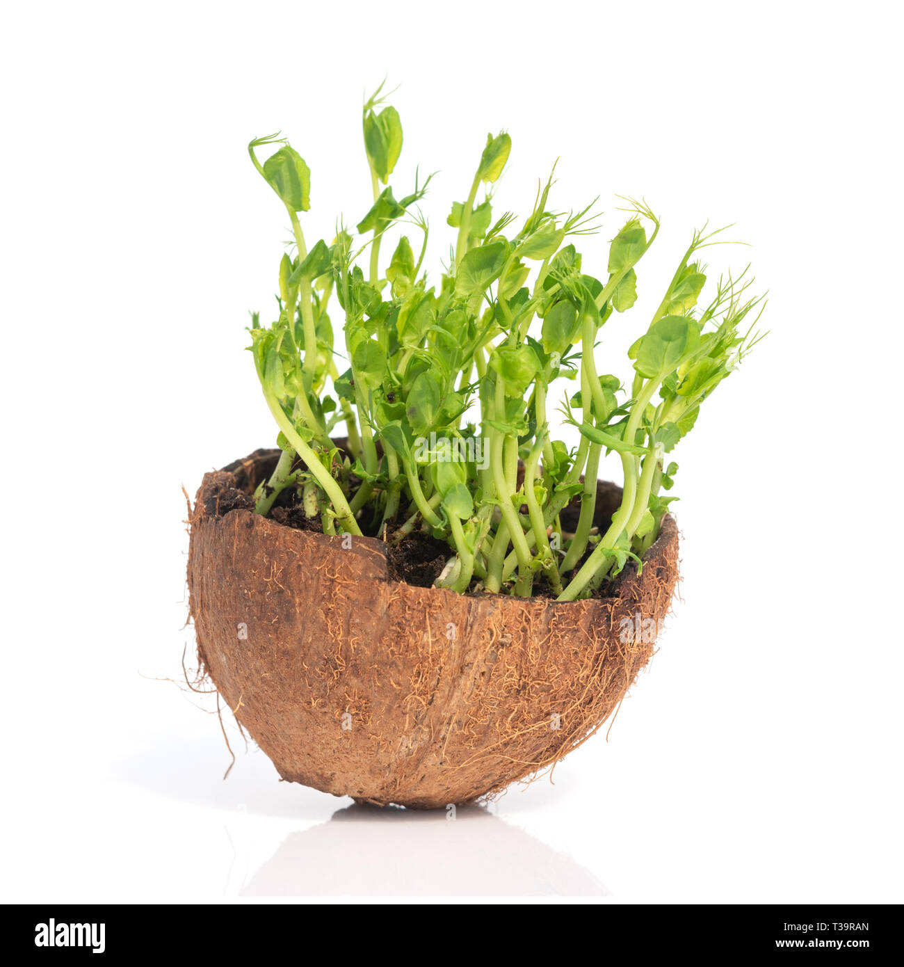 Micro greens growing in Cut Out Stock Images & Pictures - Alamy