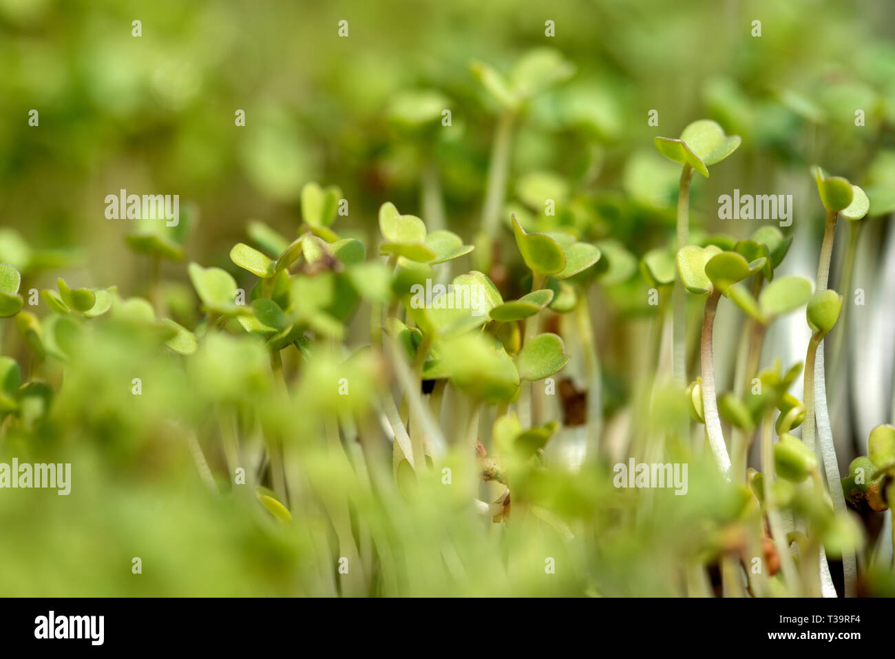 Microgreen sprouts raw sprouts, healthy eating concept Stock Photo - Alamy