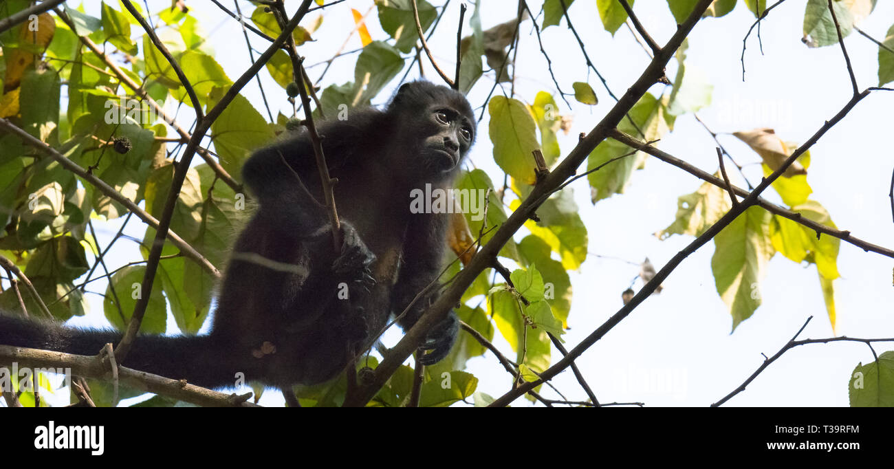 Worried look hi-res stock photography and images - Alamy