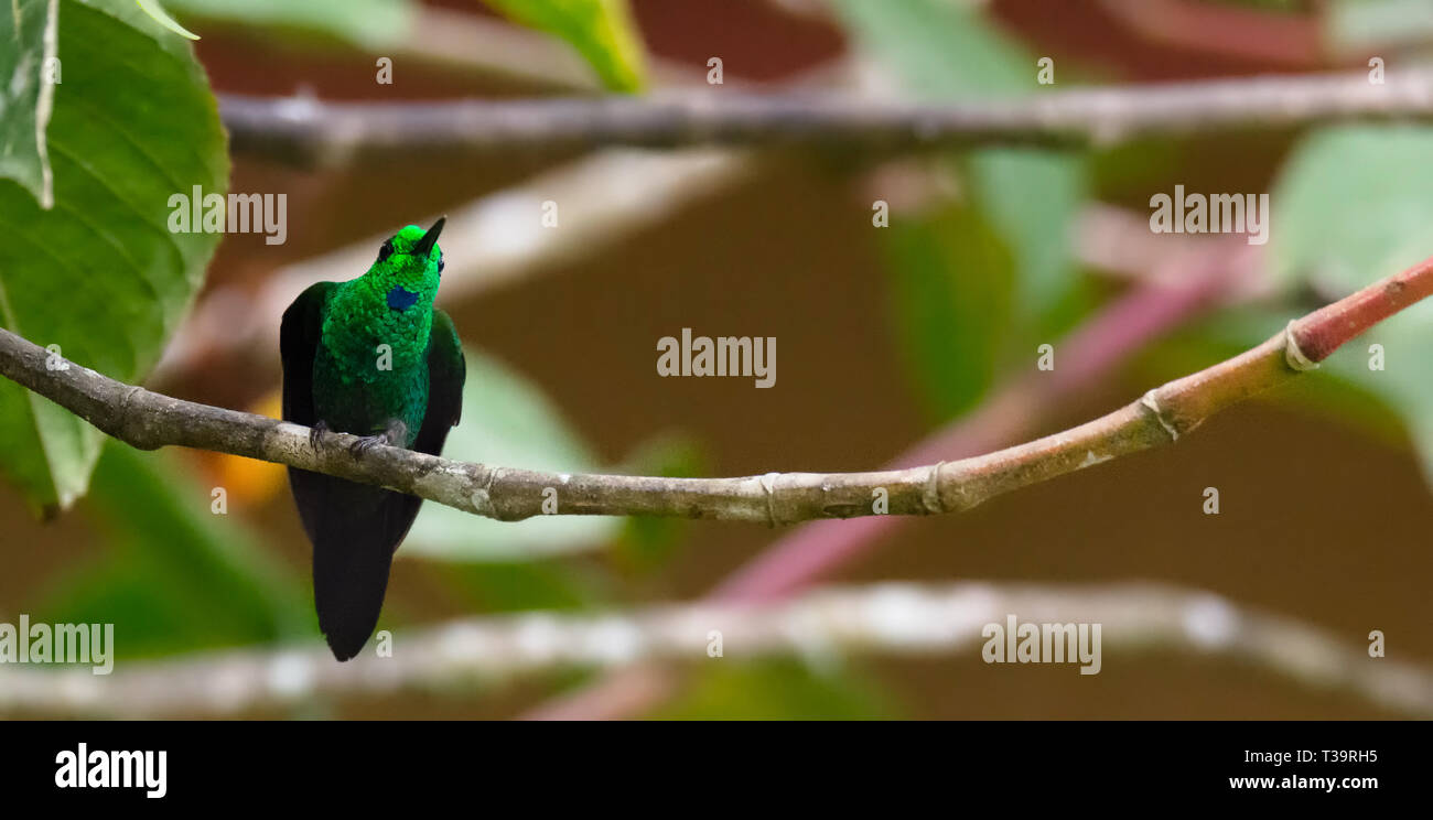 With neck outstretched a male Green-crowned Brilliant hummingbird ...