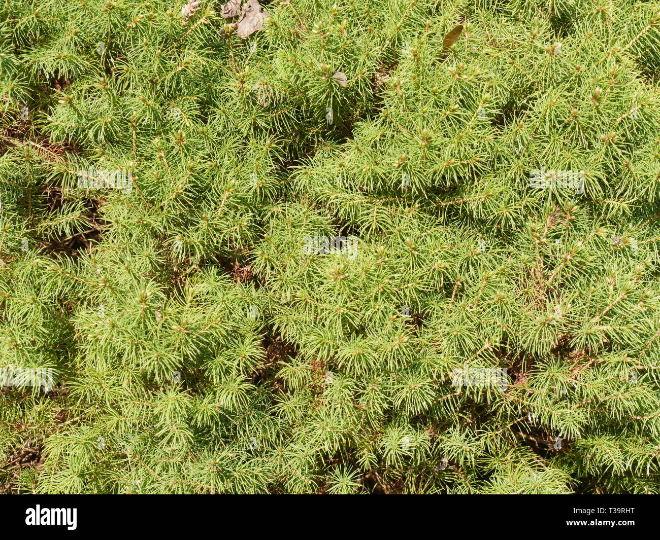 Needles of a conifer Stock Photo - Alamy