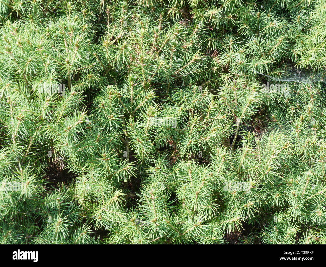 Conifers needles hi-res stock photography and images - Alamy