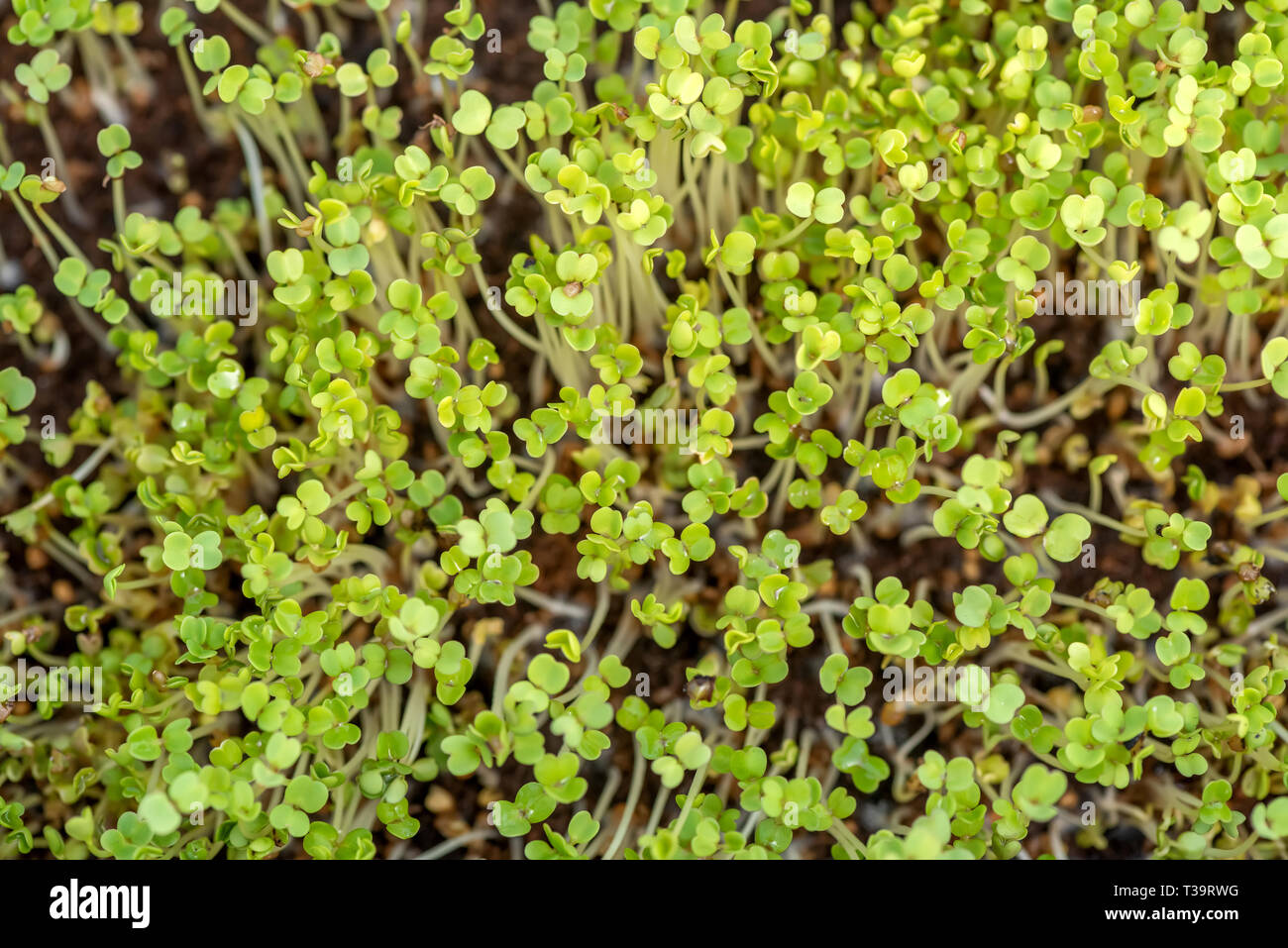 Microgreen sprouts raw sprouts, healthy eating concept Stock Photo - Alamy