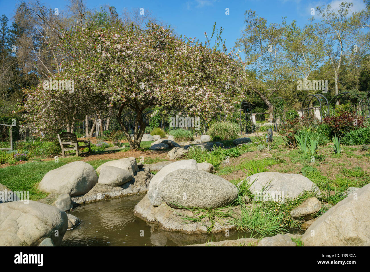 Beautiful garden of Descanso Garden at Los Angeles, California Stock ...