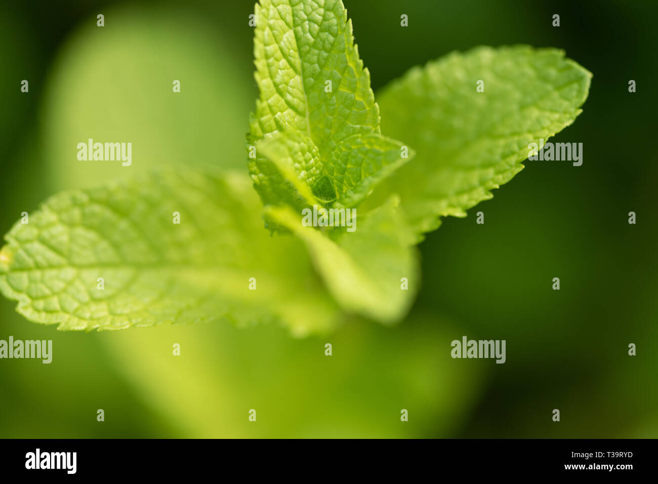Mint green detail hi-res stock photography and images - Alamy