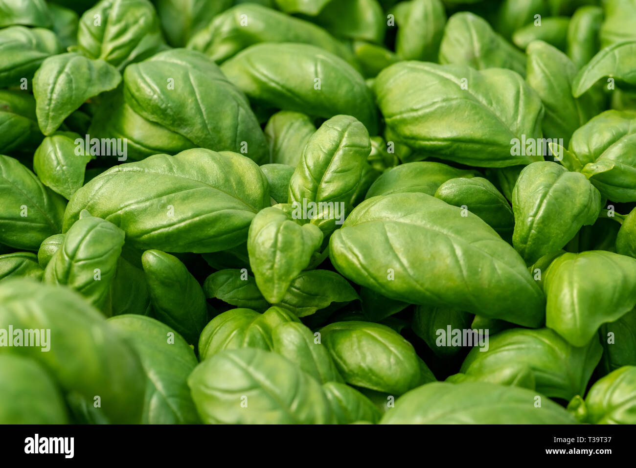Frash basil leaves as nice natural food background Stock Photo - Alamy