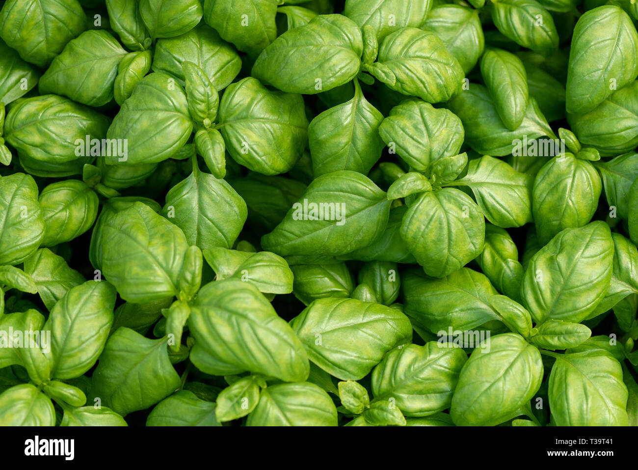 Frash basil leaves as nice natural food background Stock Photo - Alamy