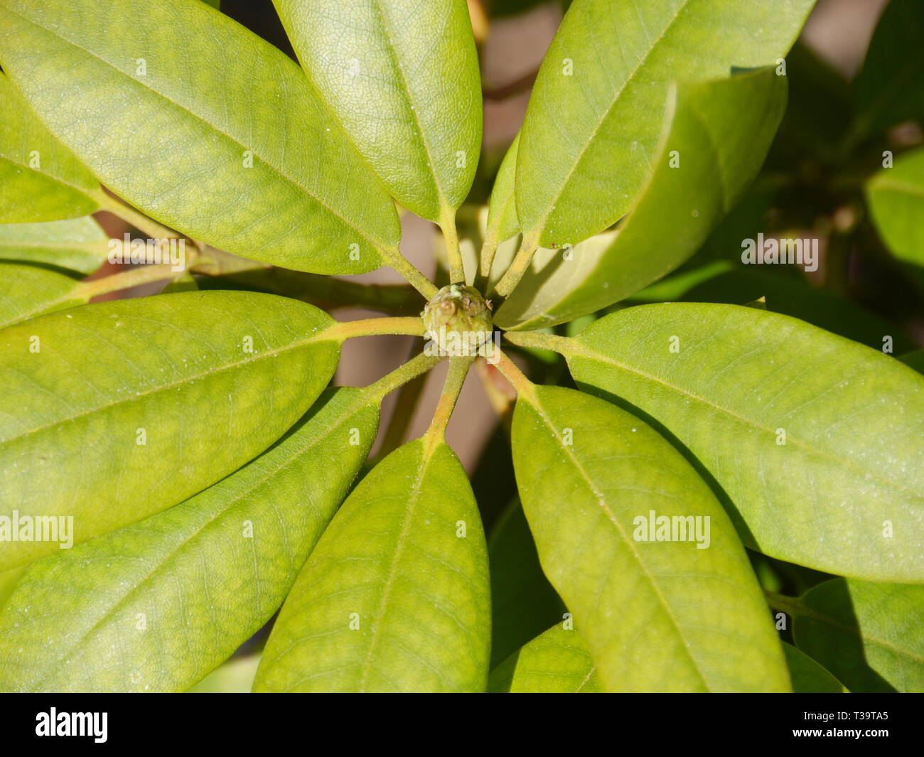 Rhododendron leaves and bud Stock Photo - Alamy