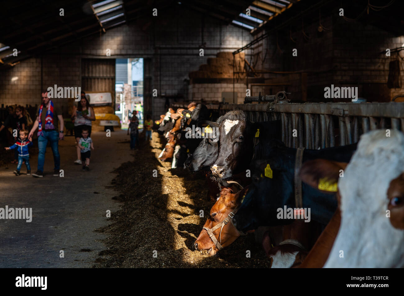 A group of cows are seen eating inside of the farm before going outside ...