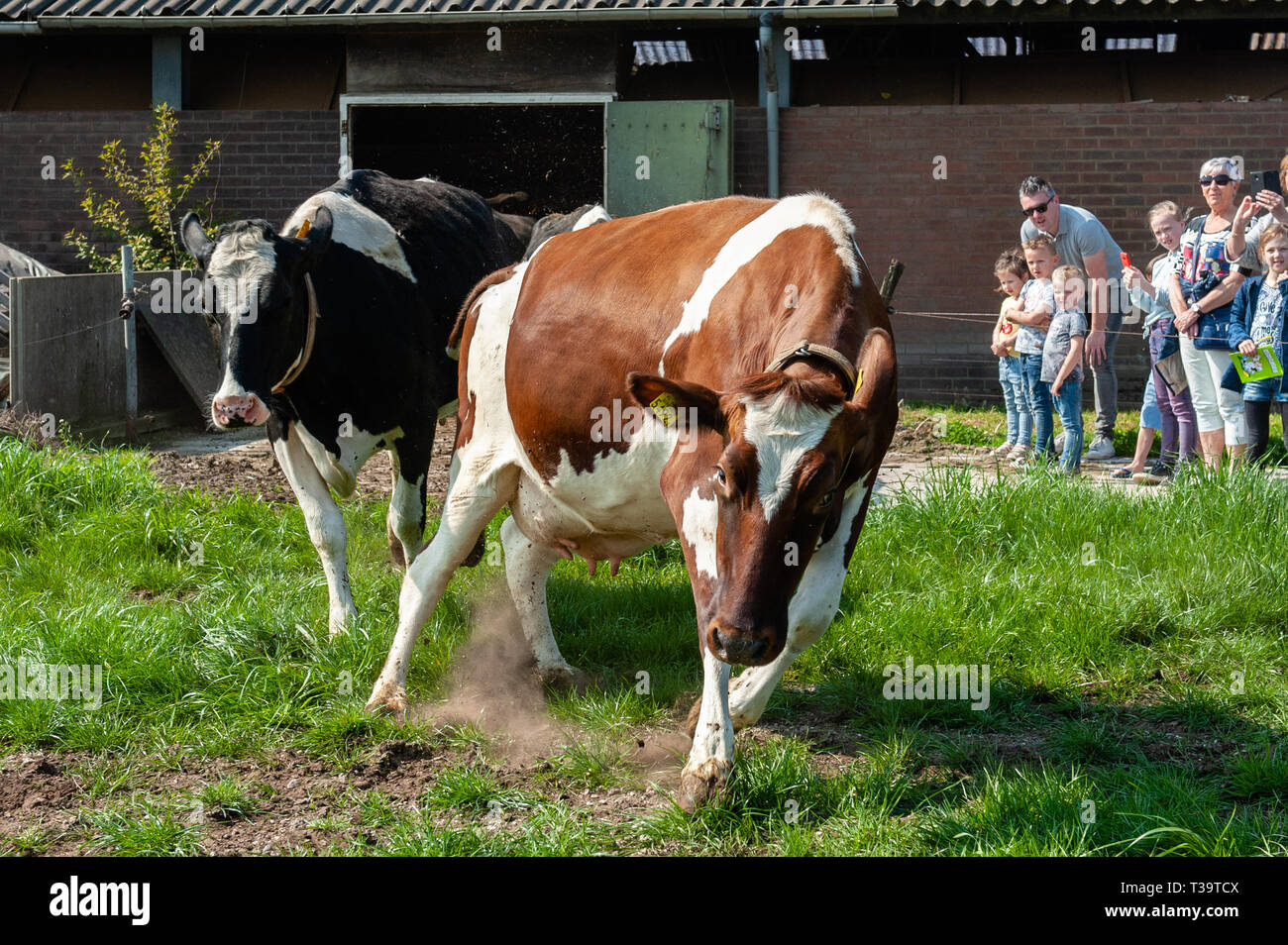 Cows are seen running outside. Farms throughout the Netherlands pick a ...