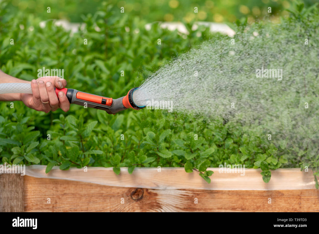 Seed sprinkler hi-res stock photography and images - Alamy