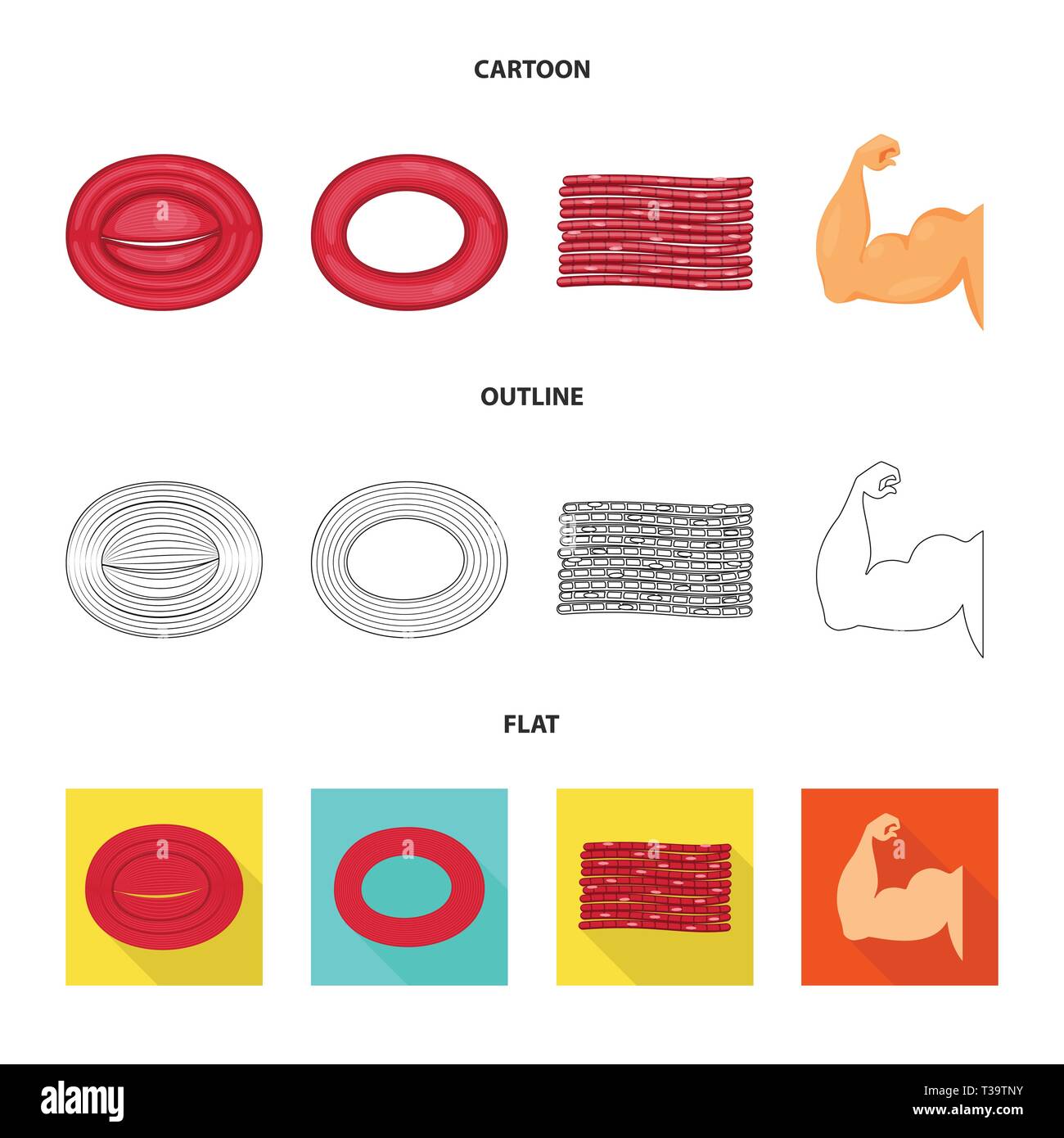 Vector design of fiber and muscular sign. Set of fiber and body stock ...