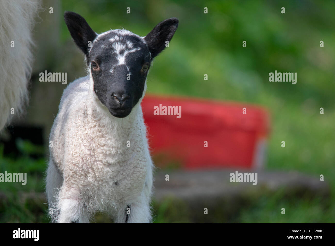 Black faced lamb hi-res stock photography and images - Alamy